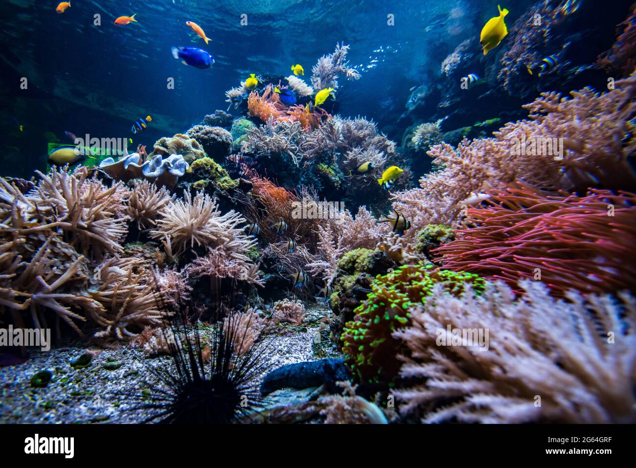 Coral colony and coral fish. Underwater view Stock Photo - Alamy