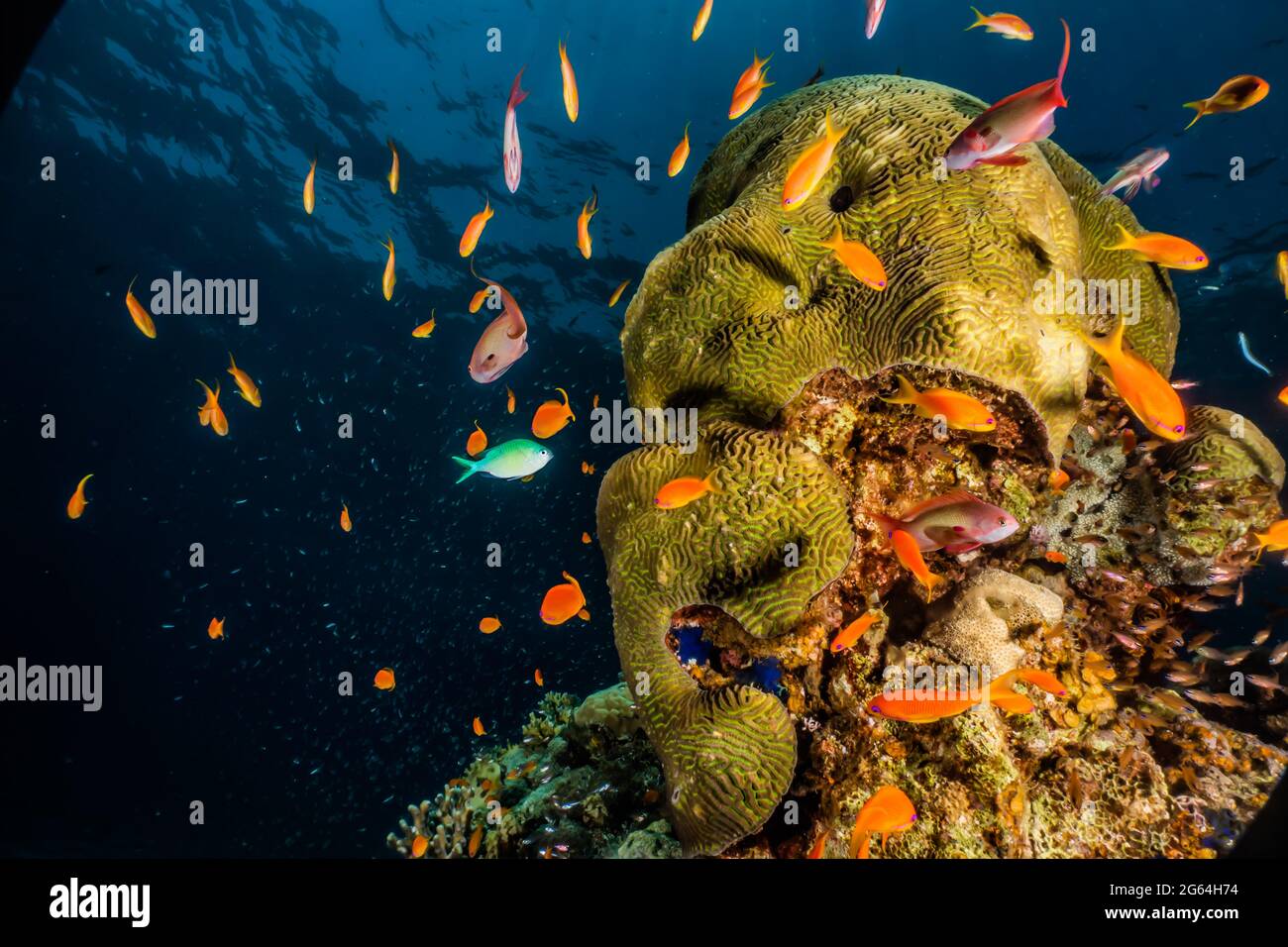 Coral reef and water plants in the Red Sea, Eilat Israel Stock Photo ...