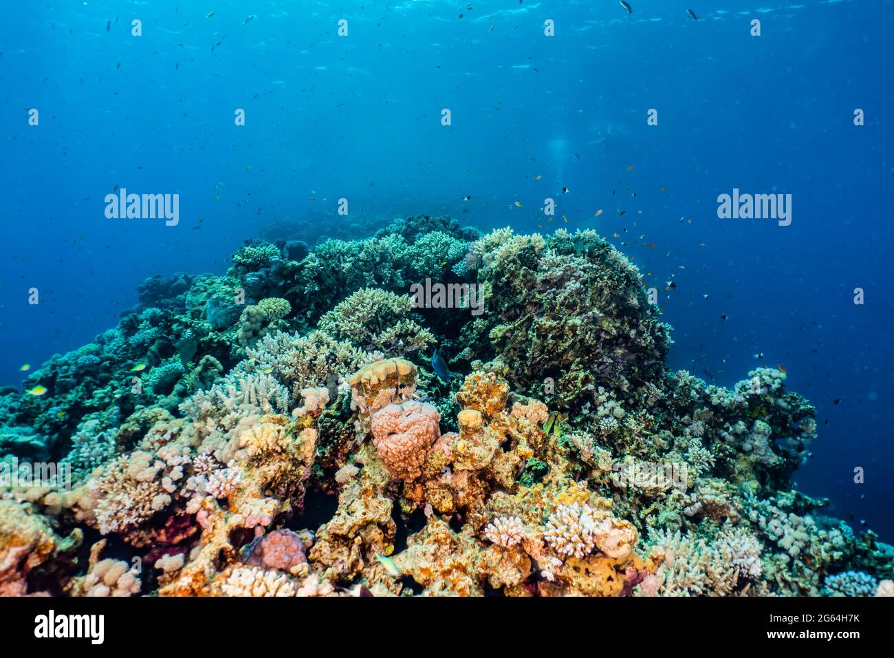Coral reef and water plants in the Red Sea, Eilat Israel Stock Photo ...