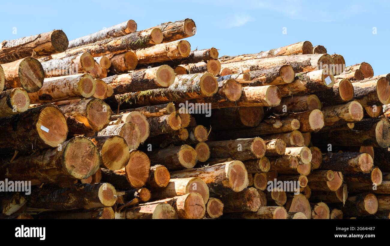 Logs are stacked in a timer yard in preparation for processing into ...