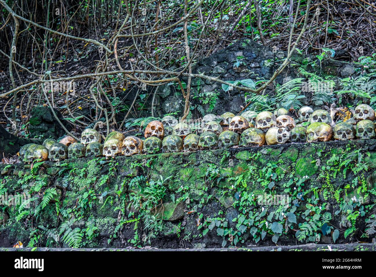 Dense jungle hi-res stock photography and images - Alamy