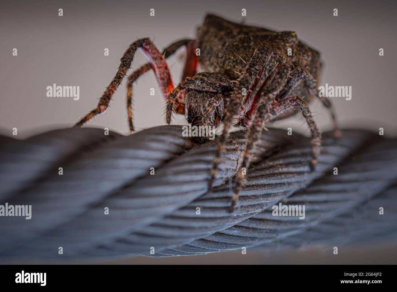 Spider steel rope hi-res stock photography and images - Alamy