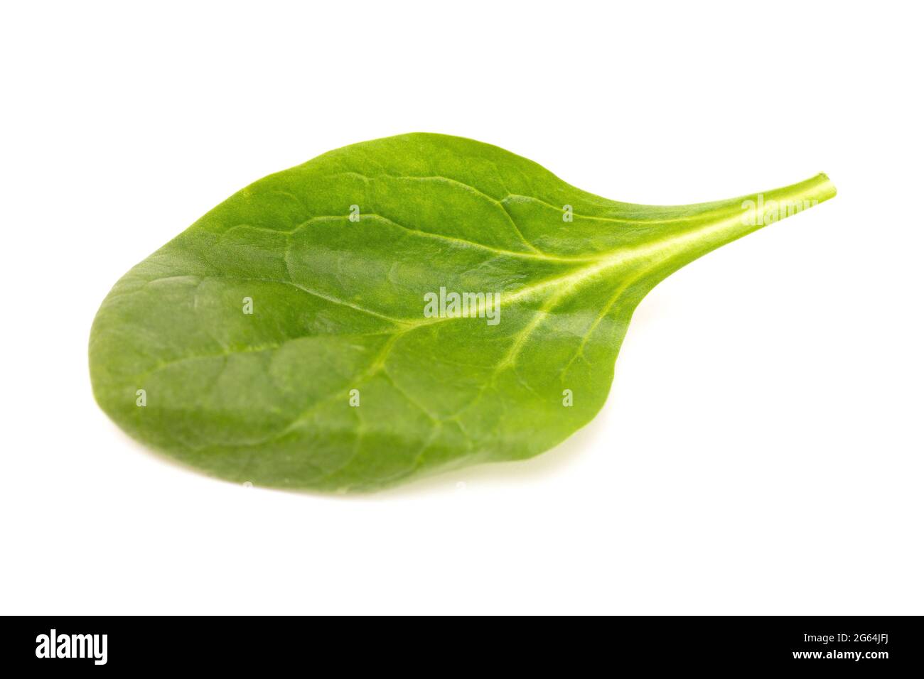 Single Spinach Leaf