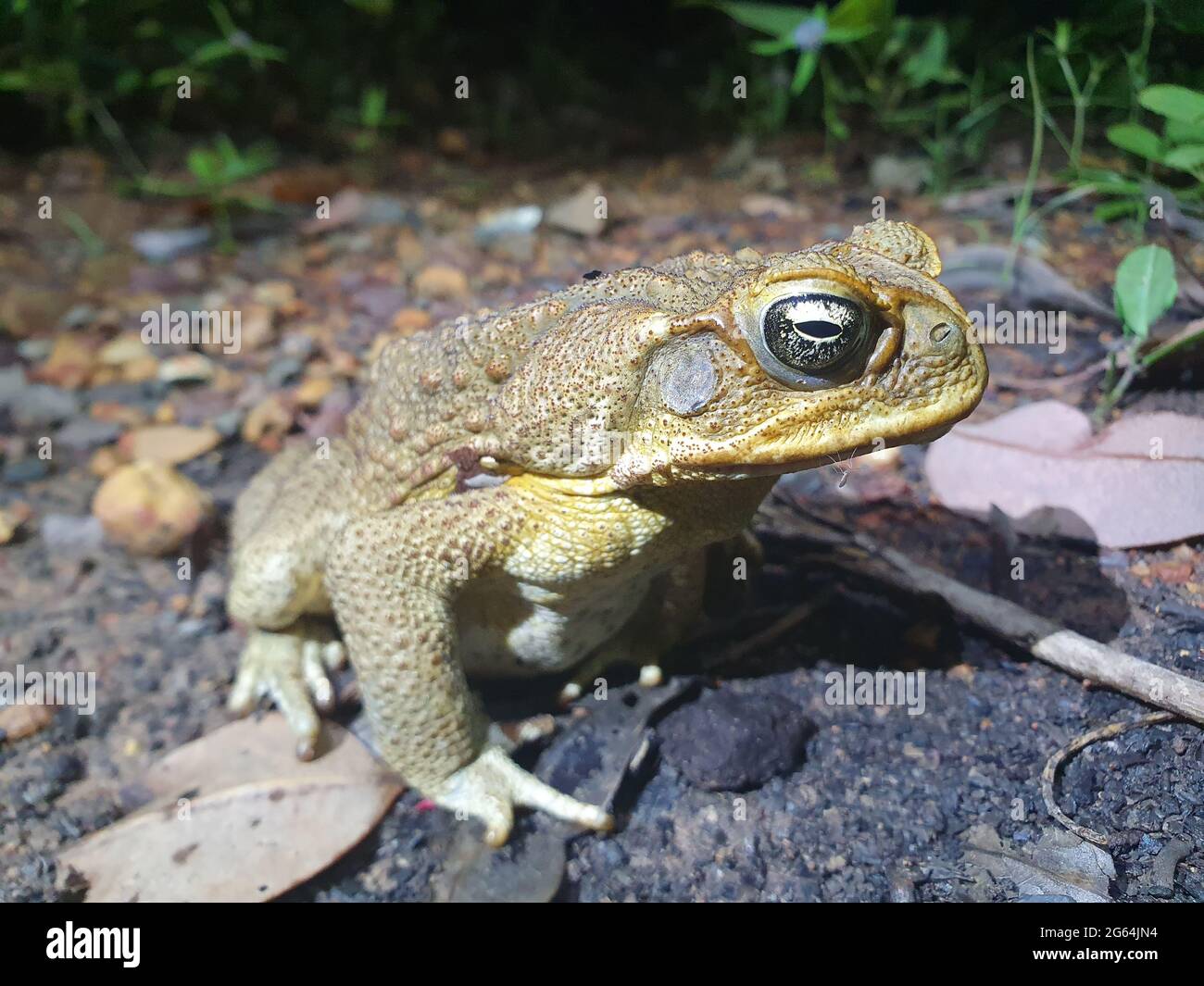 Close-up portrait of Cane Toad (Rhinella marina) eye staring at camera ...