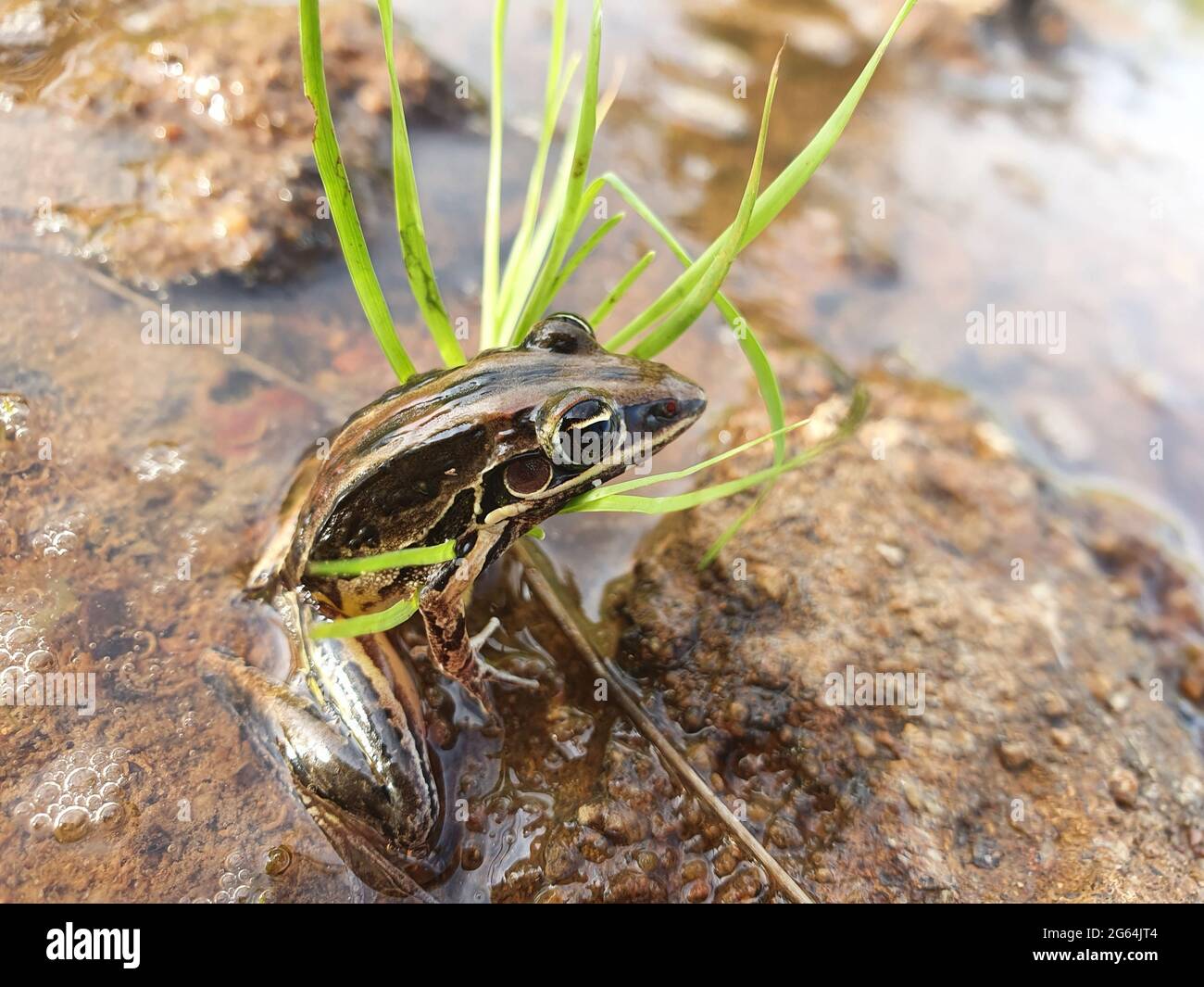 Frog facing camera hi-res stock photography and images - Alamy