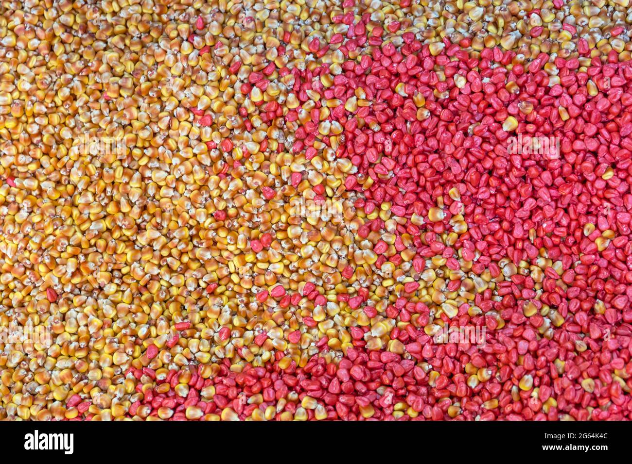 Red and Yellow Maize Corn Kernels Seeds Stock Photo - Alamy