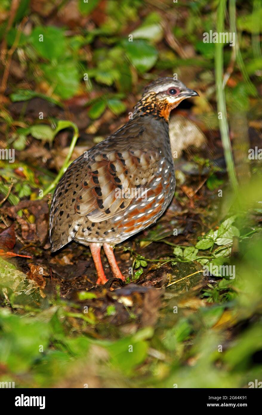 Doi inthanon national park bird hi-res stock photography and images - Alamy