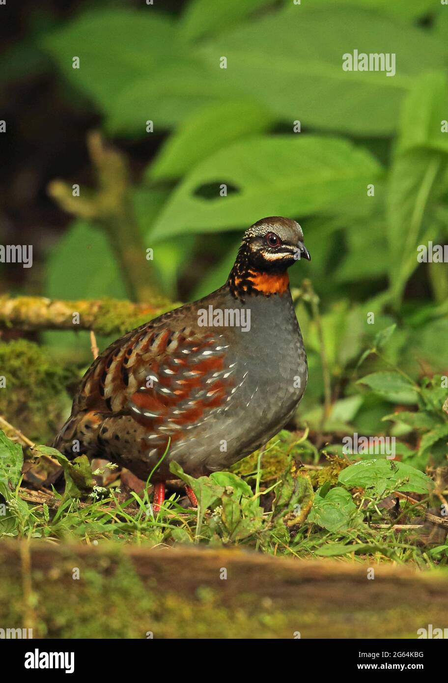Rufous-throated Partridge (Arborophila rufogularis tickelli) adult on ...