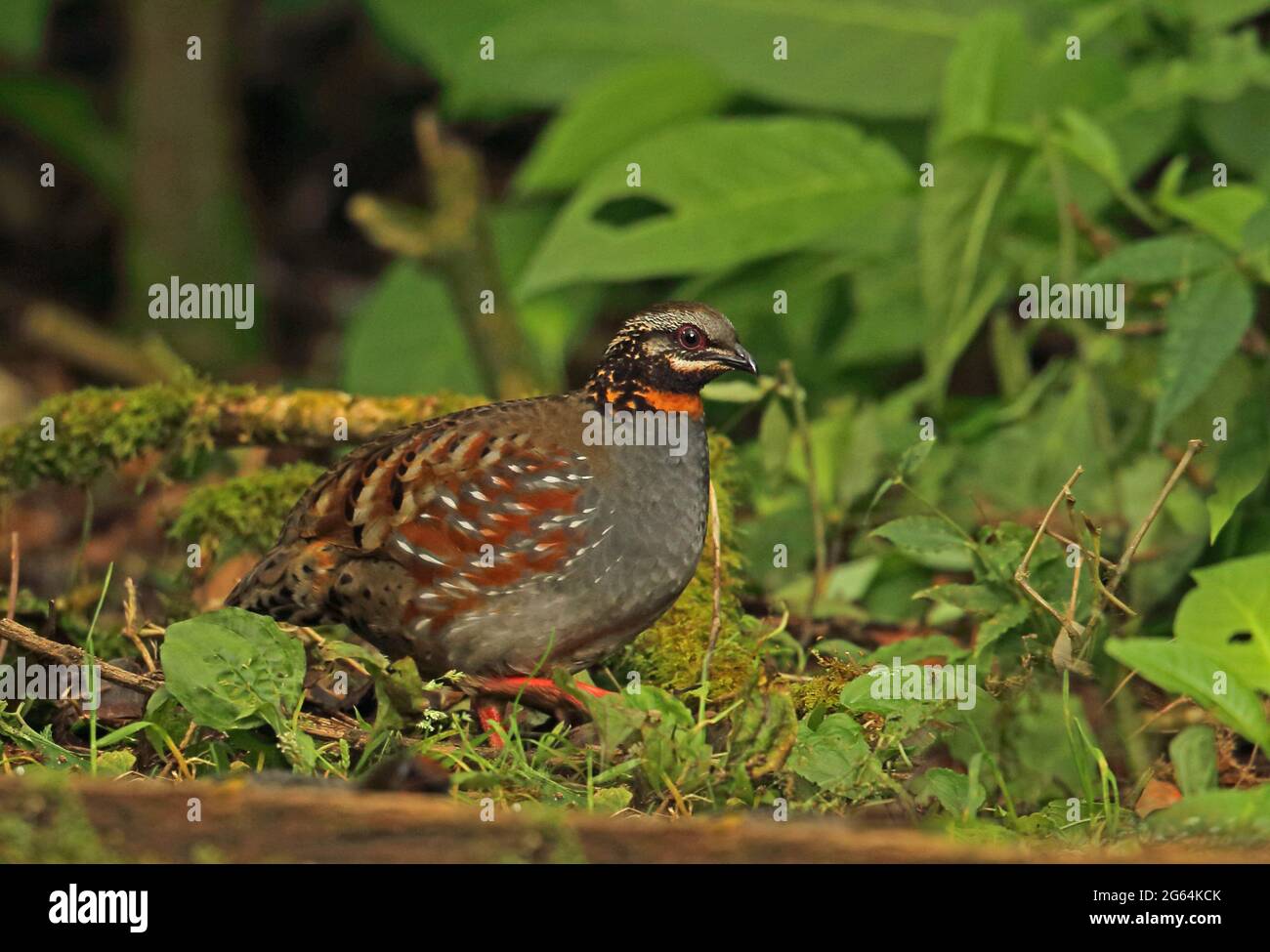 Doi inthanon national park bird hi-res stock photography and images - Alamy