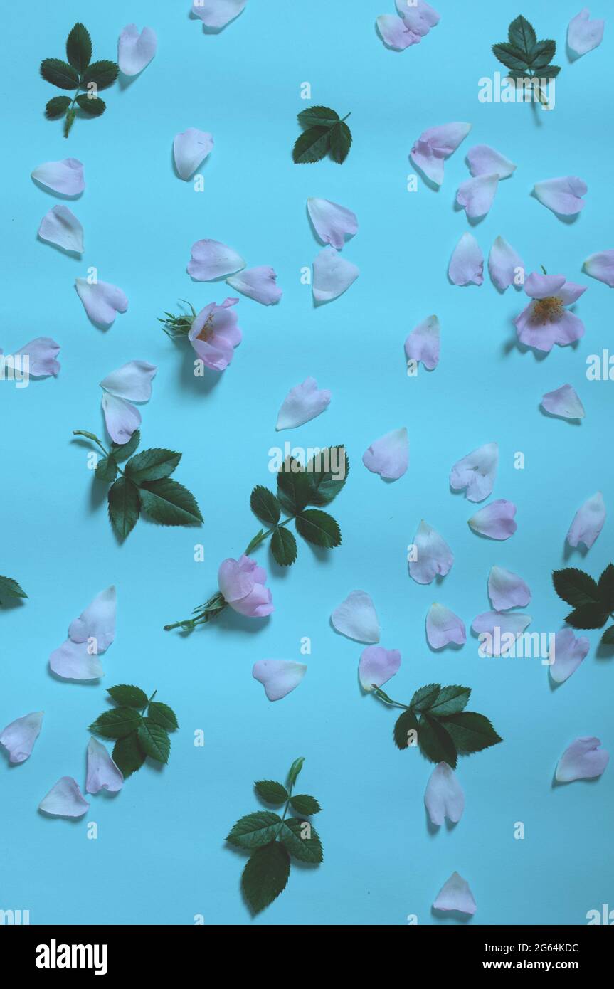 Pink flowers laid out hi-res stock photography and images - Alamy