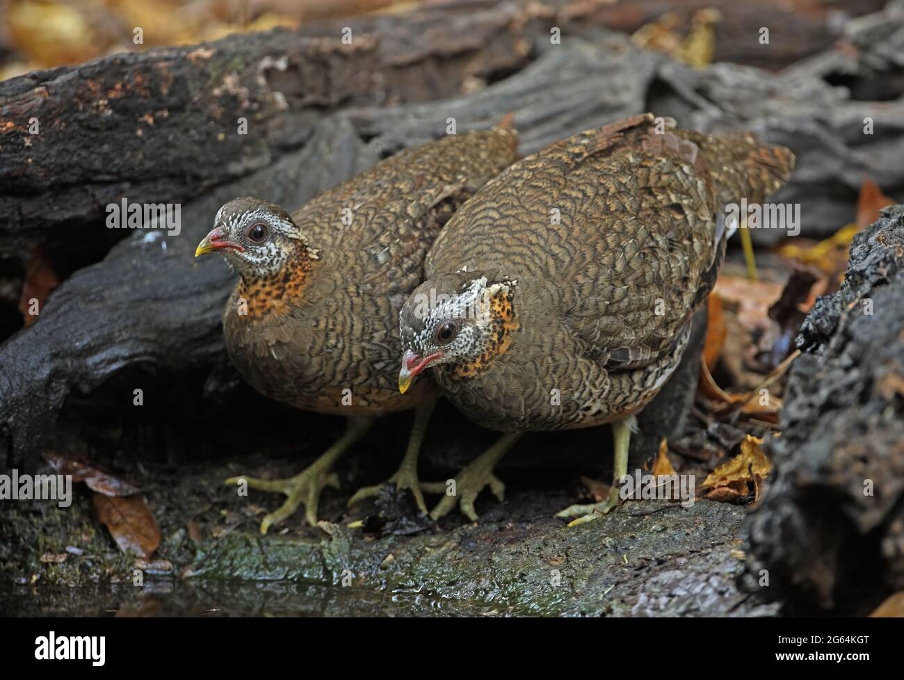 Green-legged Partridge (Arborophila chloropus) pair at waters edge of ...
