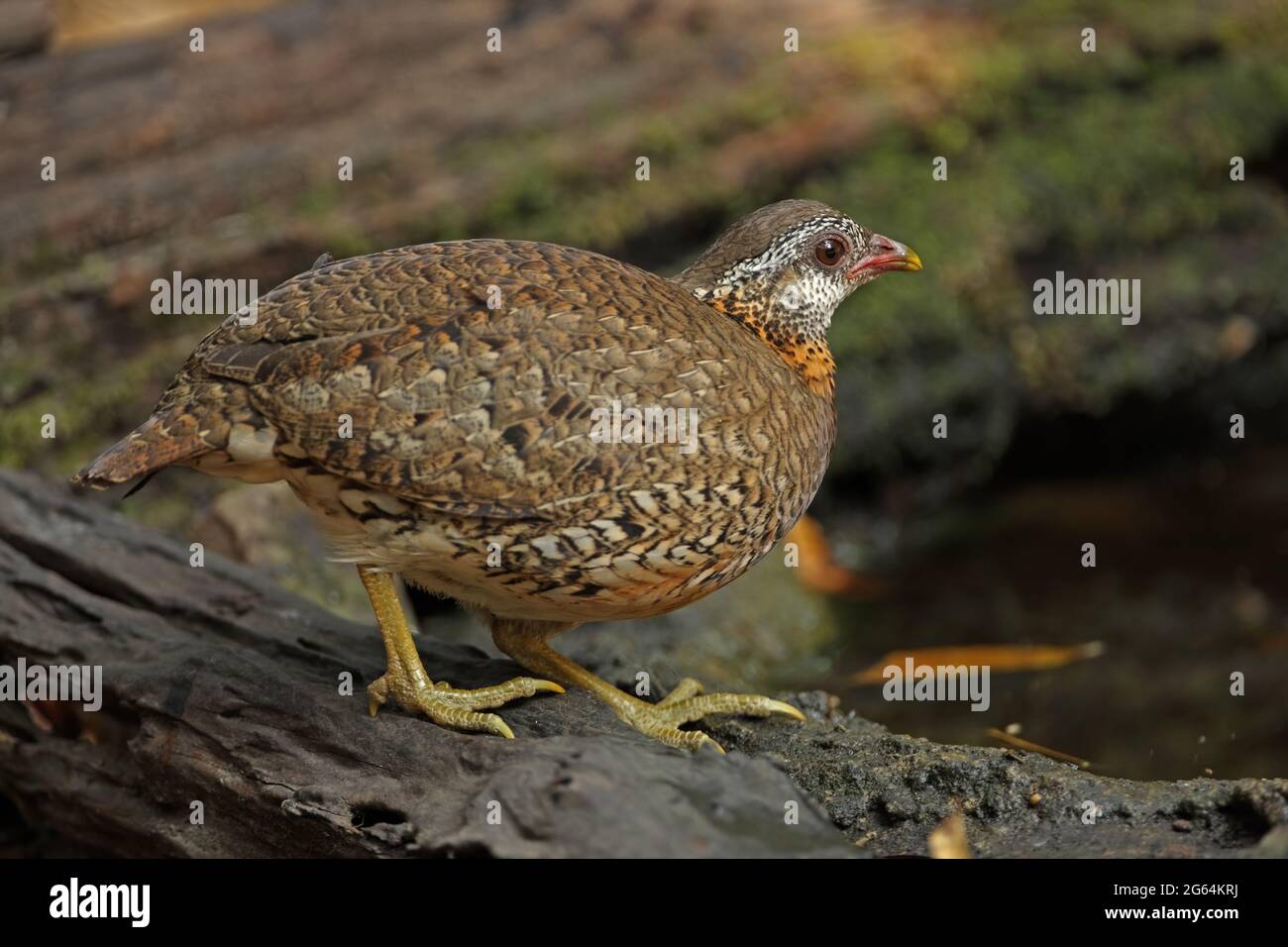 Green-legged Partridge (Arborophila chloropus) adult approaching forest ...