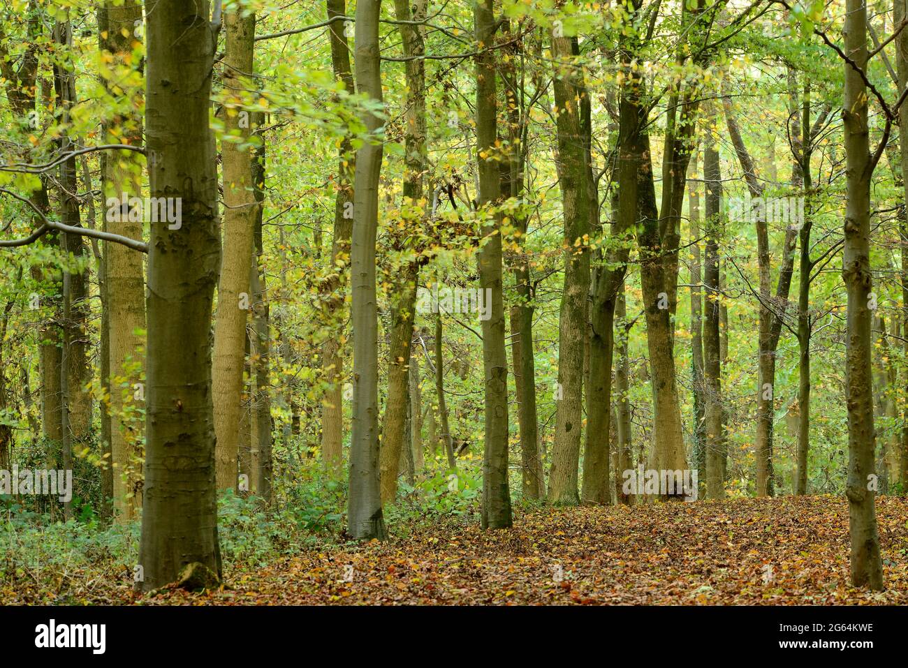 Bishops wood hi-res stock photography and images - Alamy