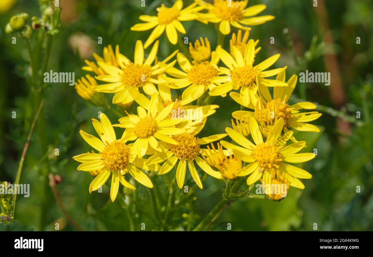 beautiful yellow Ragwort flowers (Senecio jacobaea) growing wild on ...