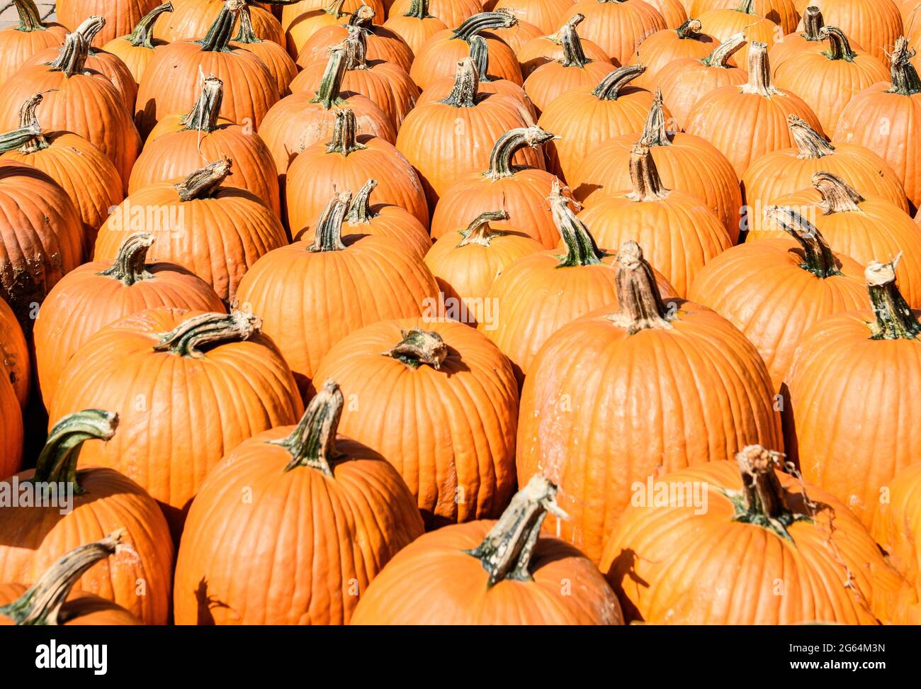 Pumpkin patch at a local farm in New Jersey during the Fall season ...