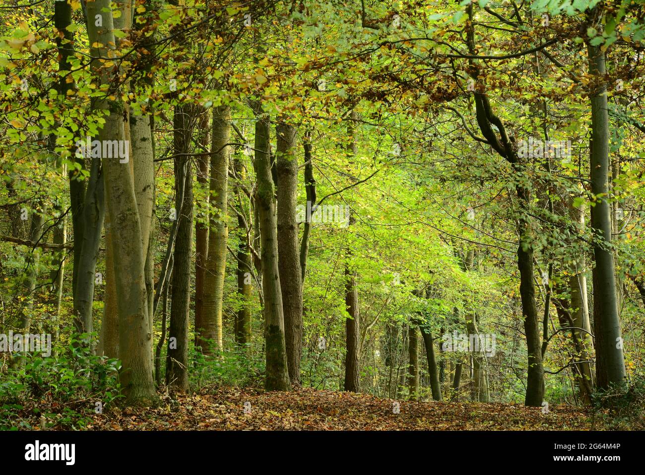 Tring park autumn hi-res stock photography and images - Alamy