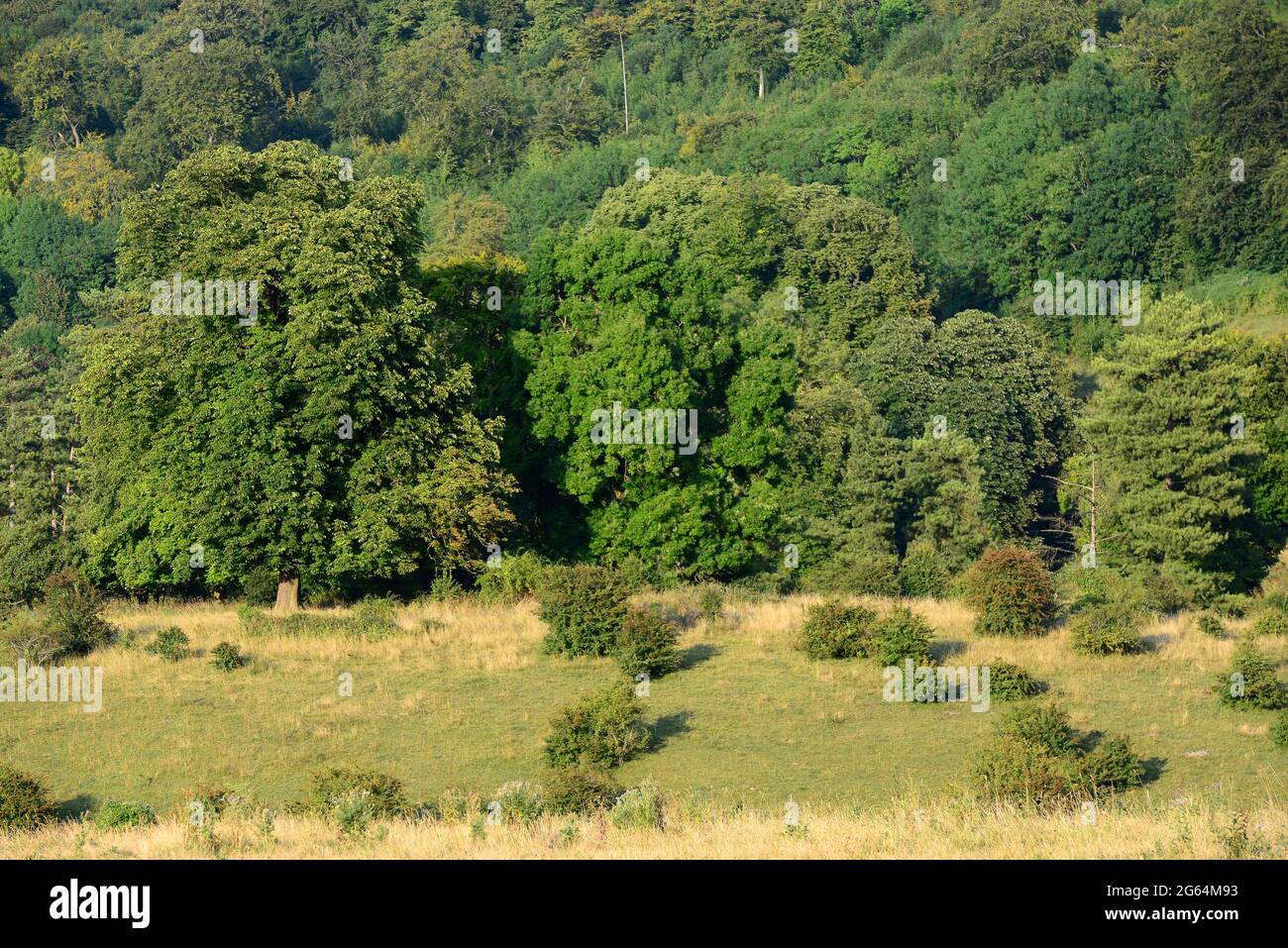 Tring park hi-res stock photography and images - Alamy