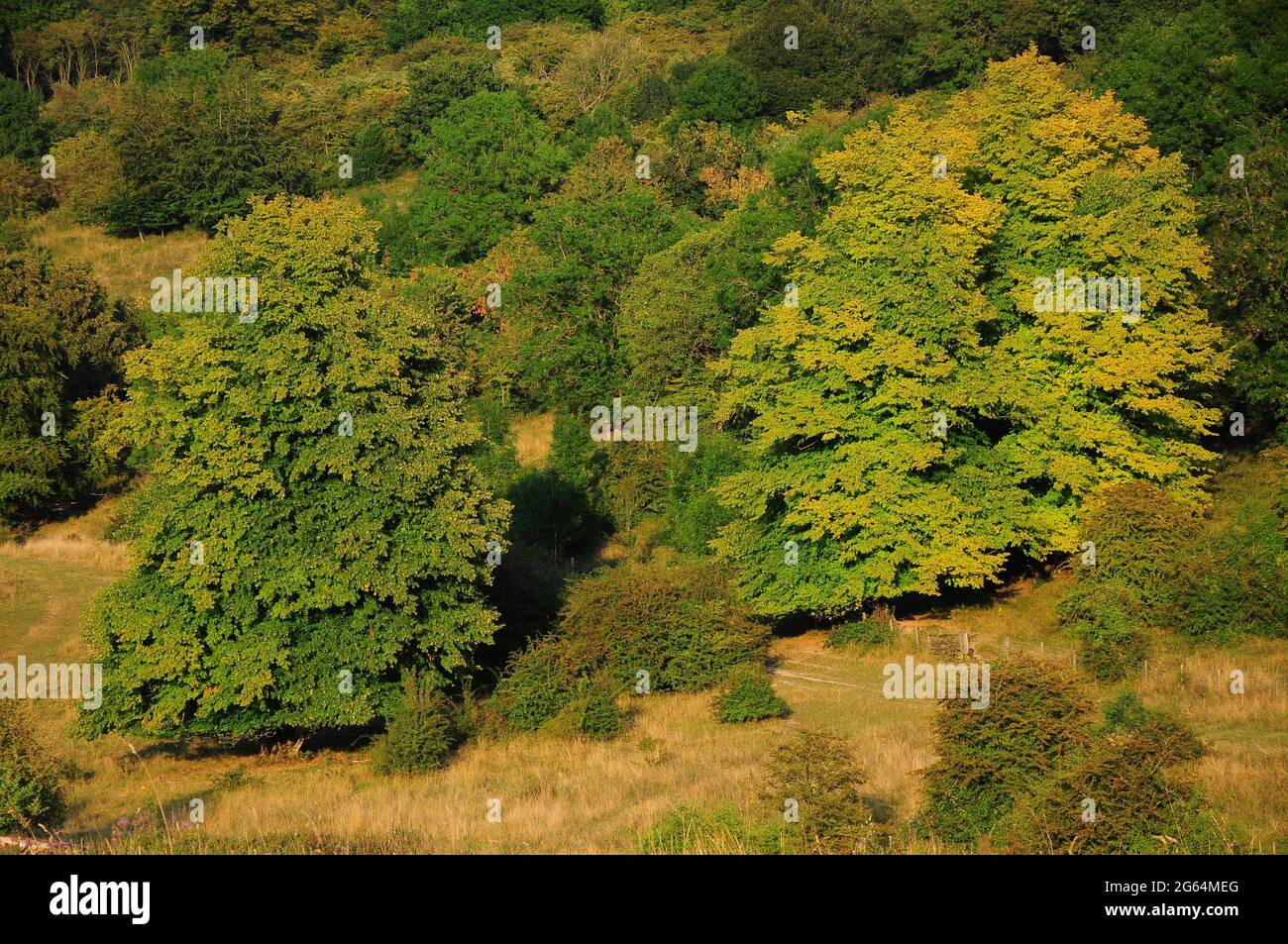 Tring Park, Hertfordshire, UK Stock Photo - Alamy