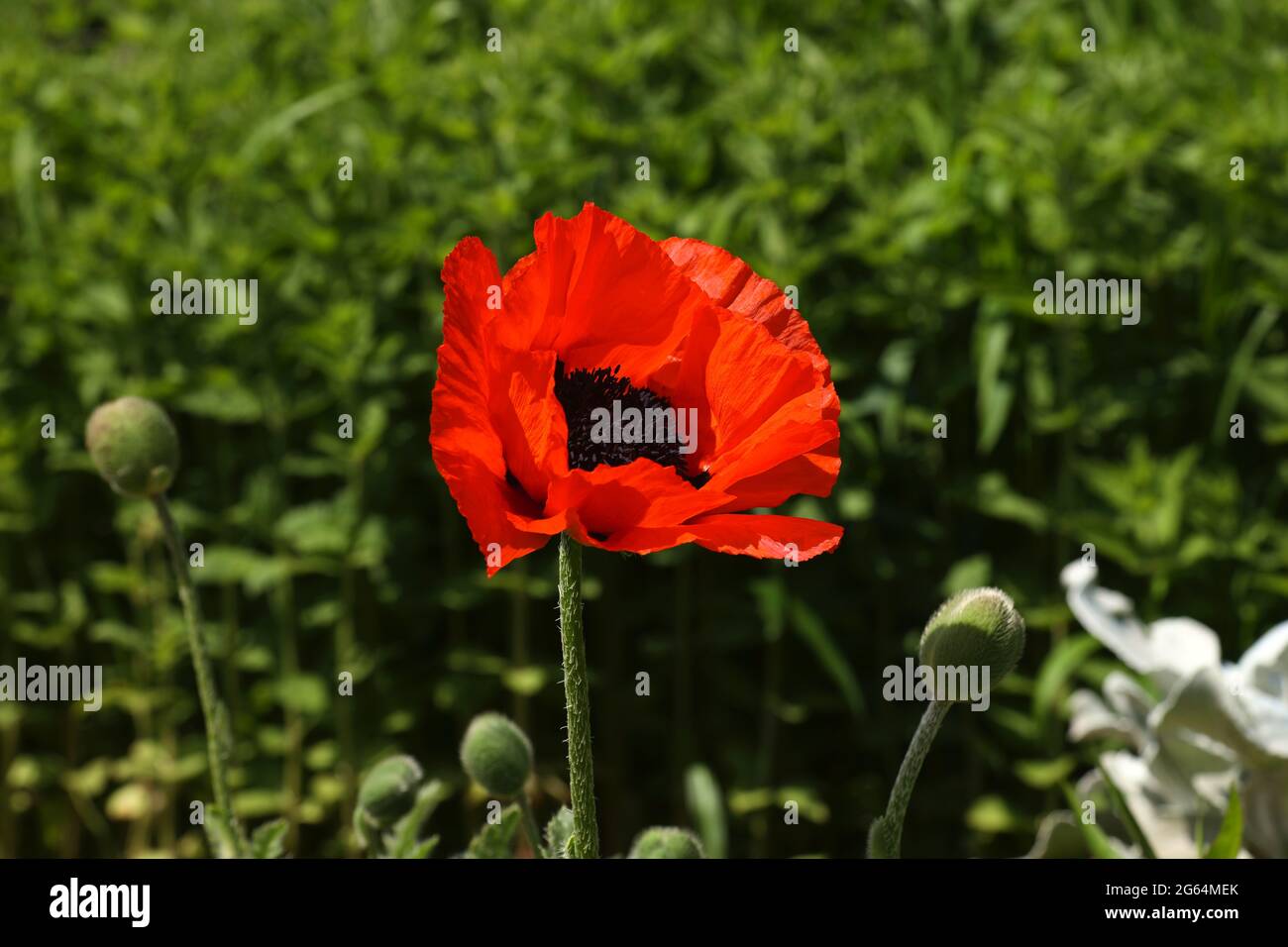 An Image Of A Red Opium Poppy Flower Stock Photo - Alamy