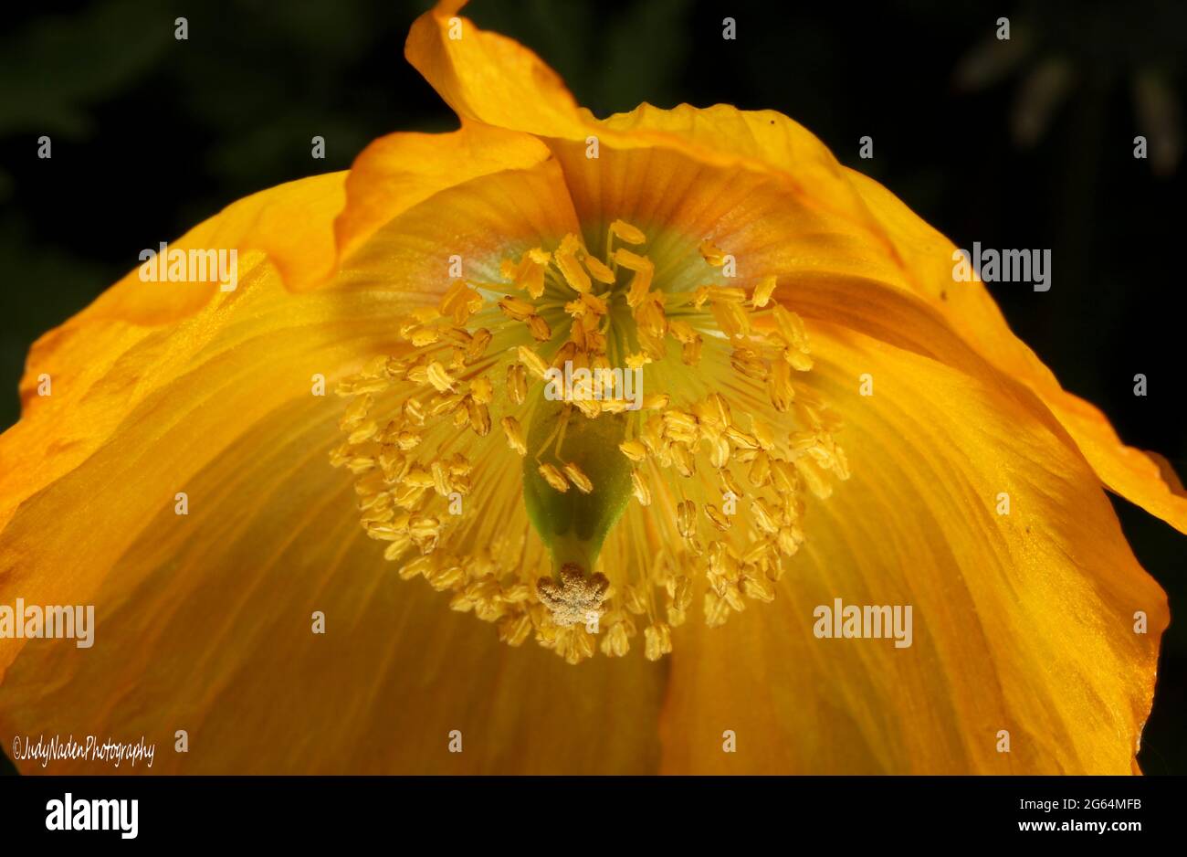 A Closeup Image Of An Orange Welsh Poppy Stock Photo - Alamy
