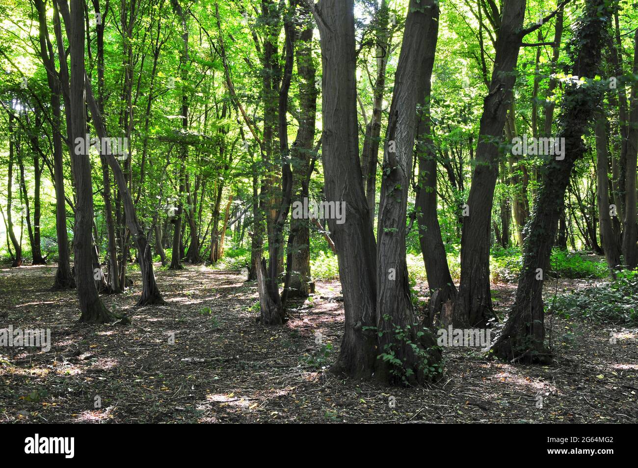 Heartwood of trees hi-res stock photography and images - Alamy