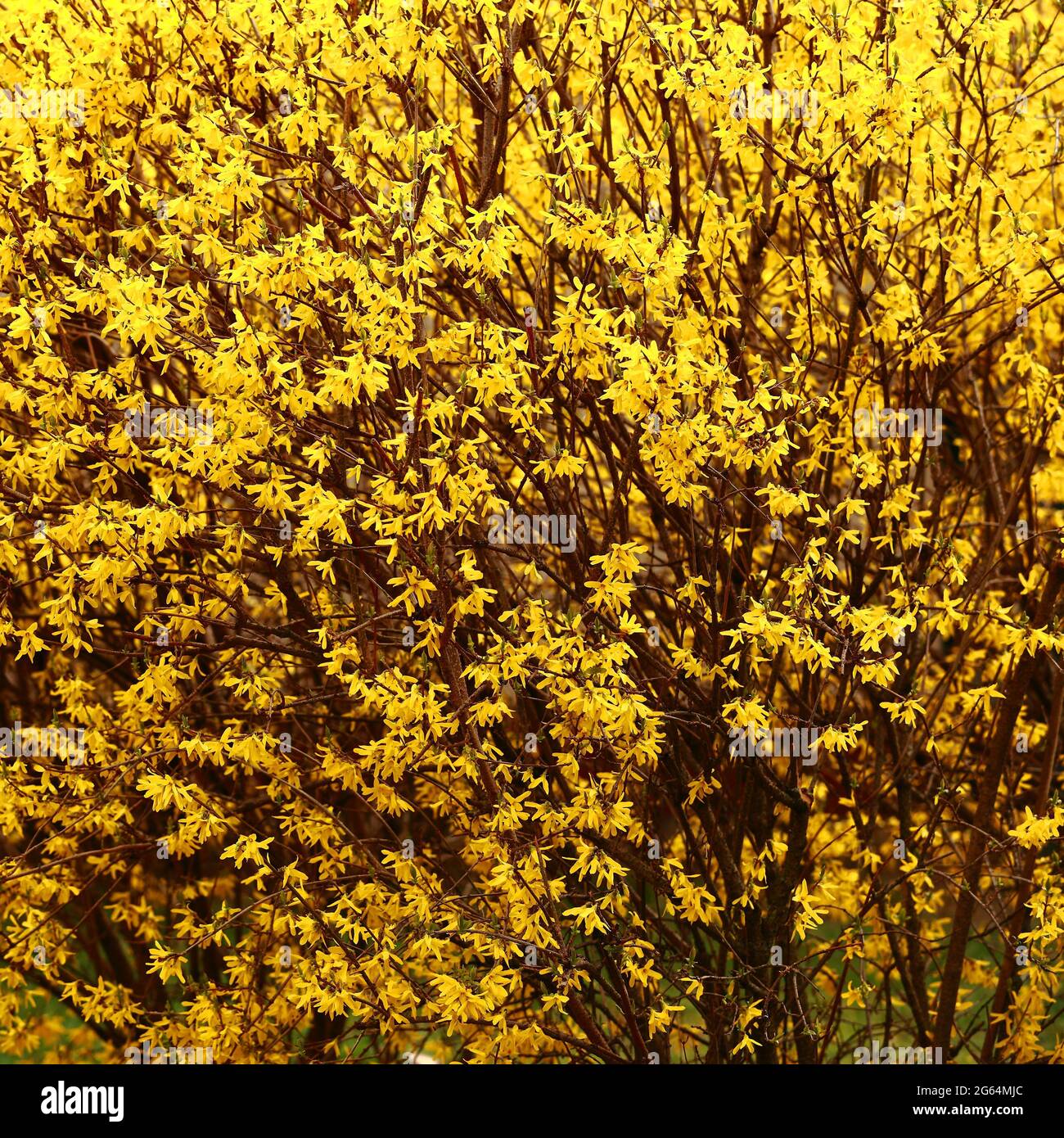Shrubs that bloom yellow in spring in the city park and playgrounds ...
