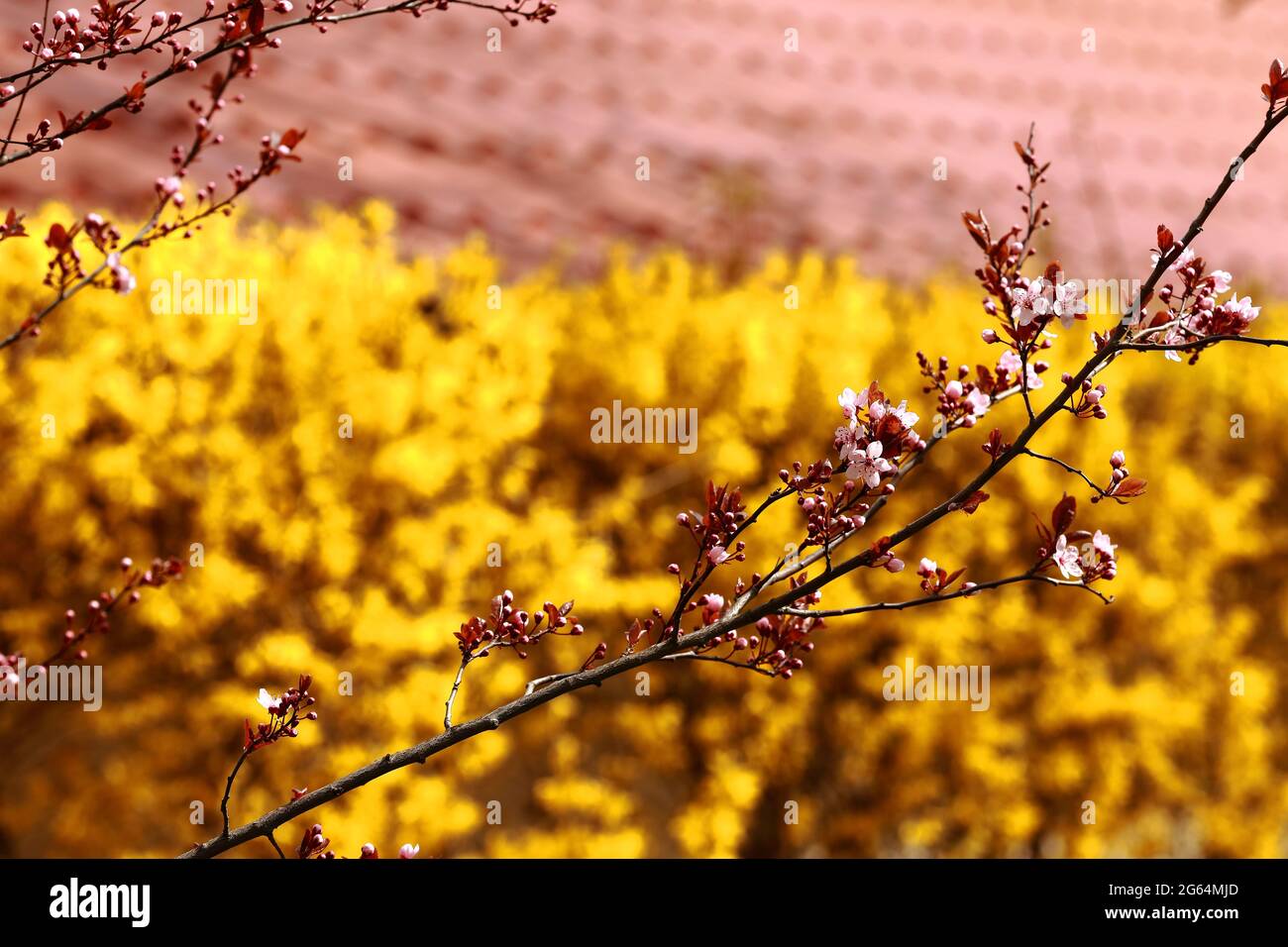 Trees that bloom pink in early spring Stock Photo - Alamy