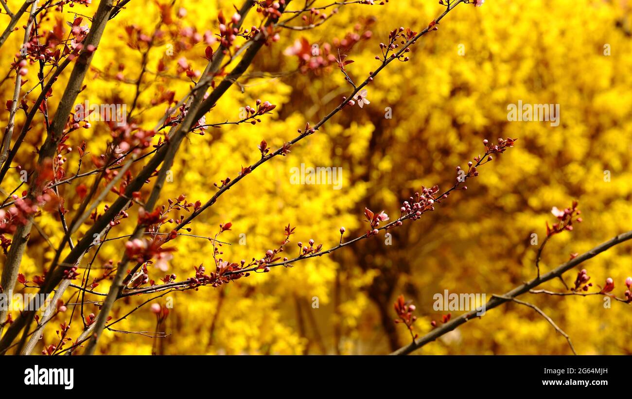 Trees that bloom pink in early spring Stock Photo - Alamy