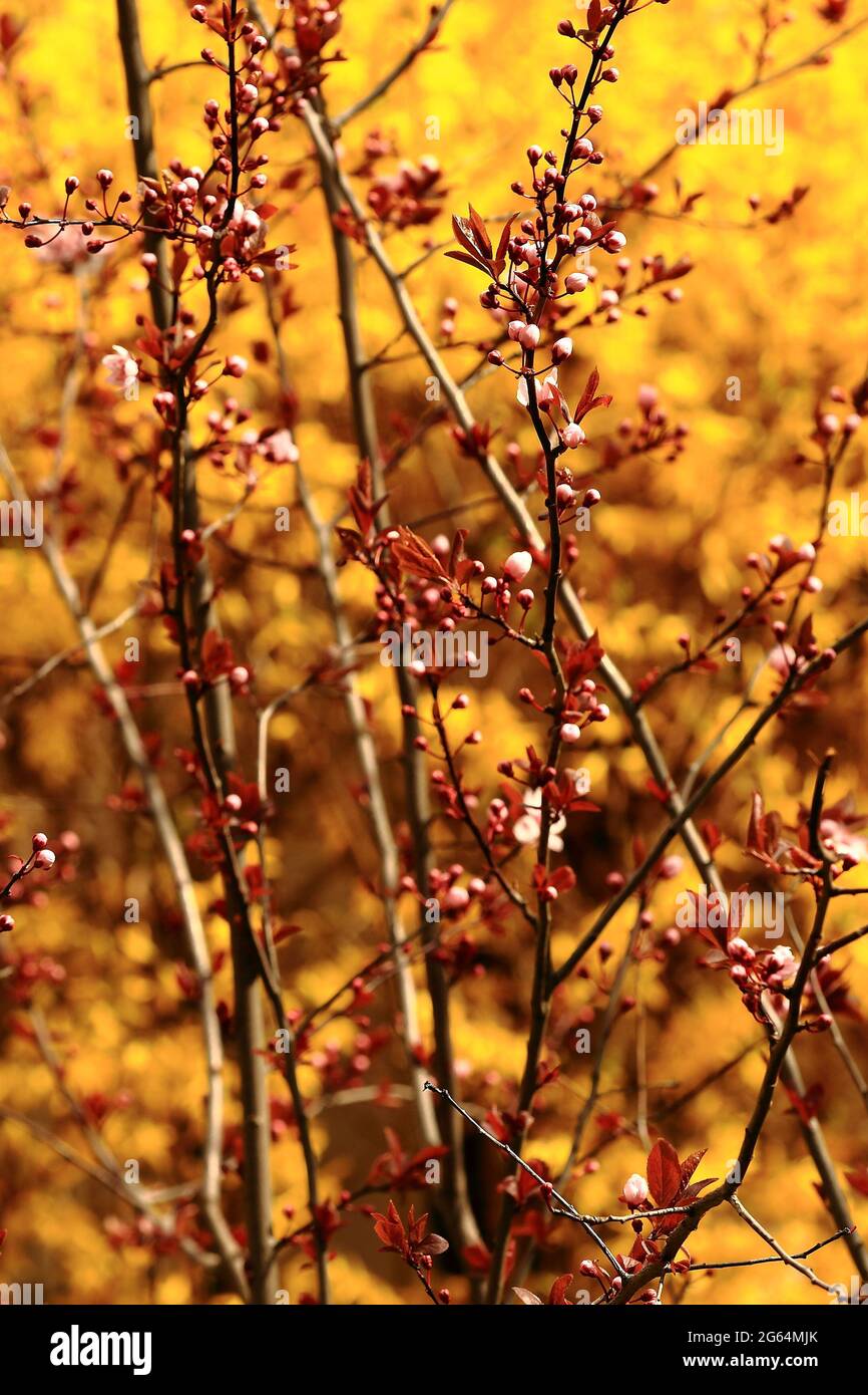 Trees that bloom pink in early spring Stock Photo - Alamy