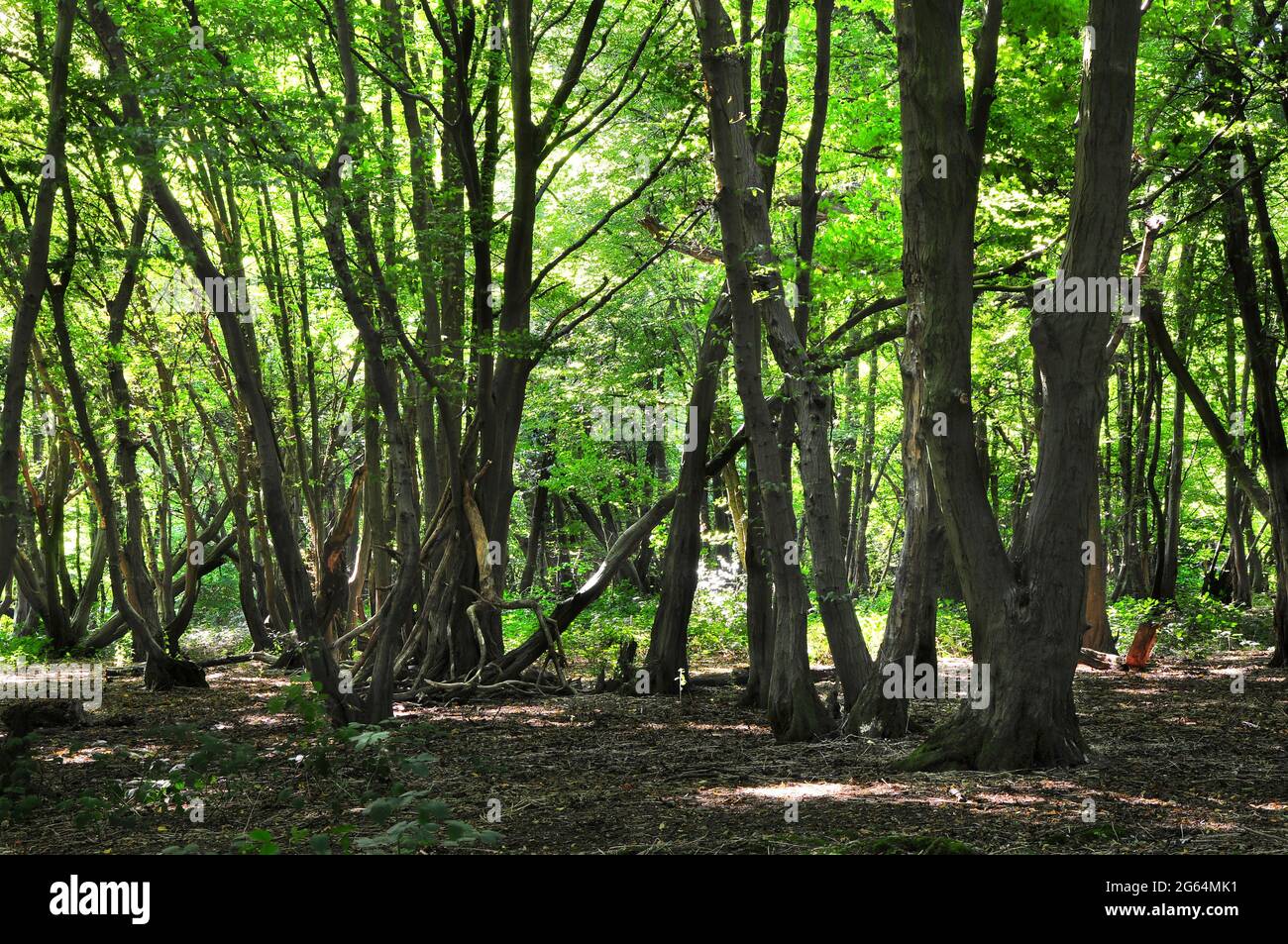 Langley Wood, Heartwood Forest, Hertfordshire, UK Stock Photo - Alamy