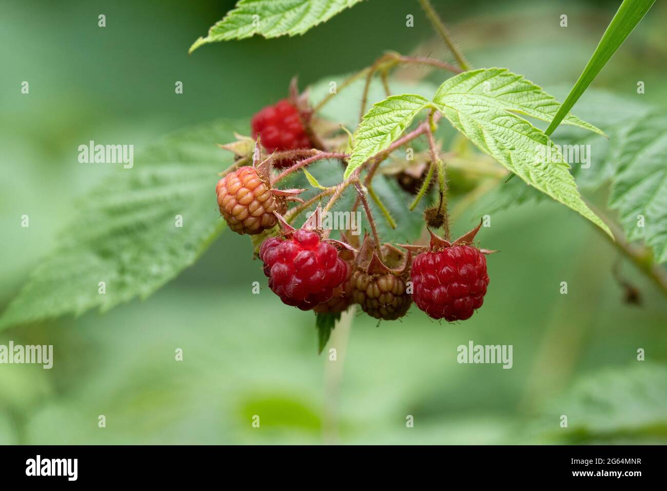 Wild Black Raspberries (Rubus occidentalis) , Thimbleberries, Unripened ...