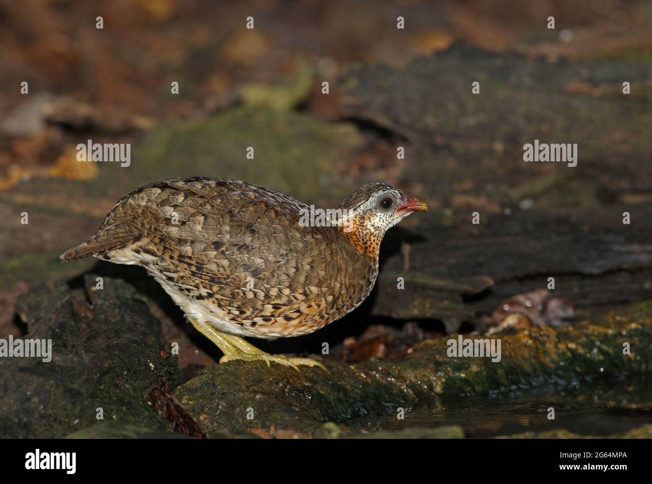 Green-legged Partridge (Arborophila chloropus) adult drinking at forest ...