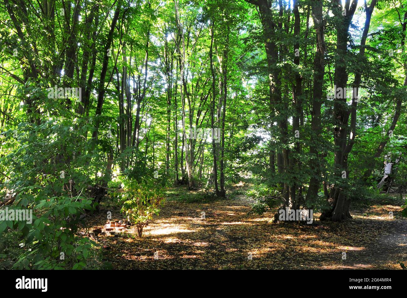 Well wood hi-res stock photography and images - Alamy