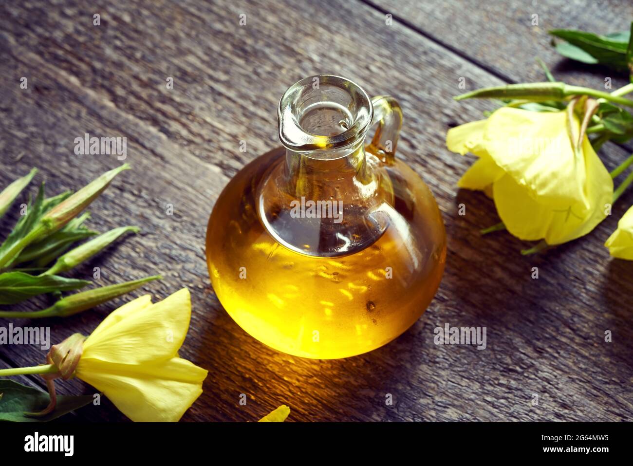 Evening primrose or Oenothera biennis oil with fresh blooming plant ...