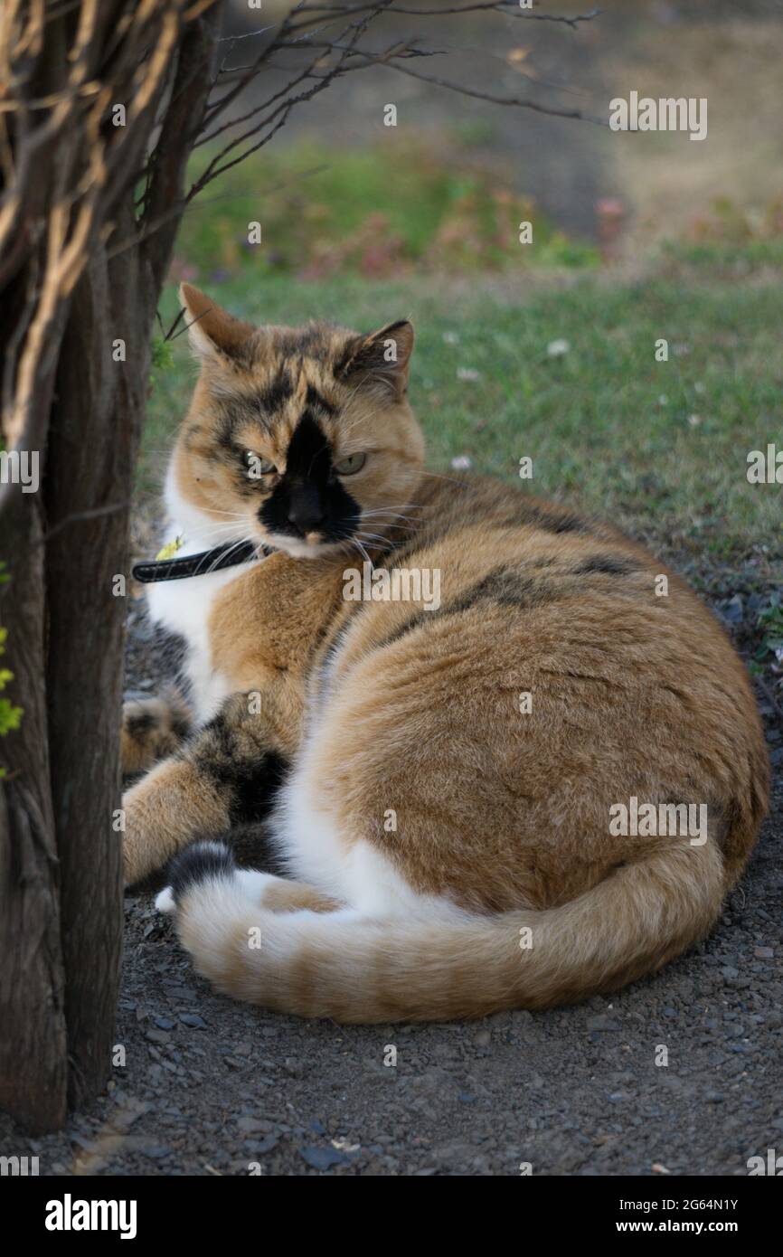 Fluffy fat cat Stock Photo - Alamy