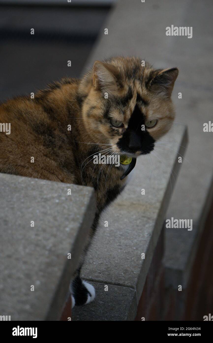 Moody cat hi-res stock photography and images - Alamy