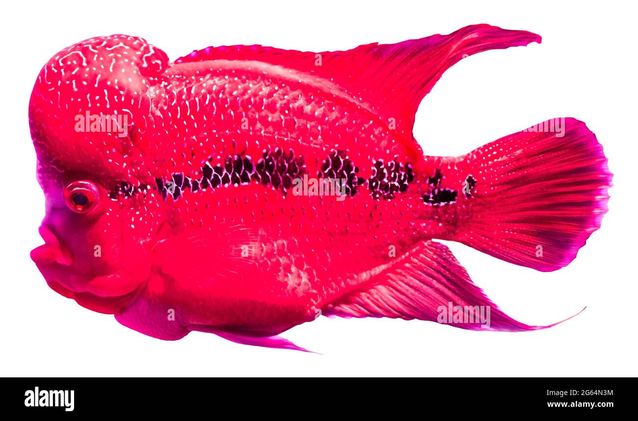 Flower Horn fish cichlid isolated on white background Stock Photo - Alamy