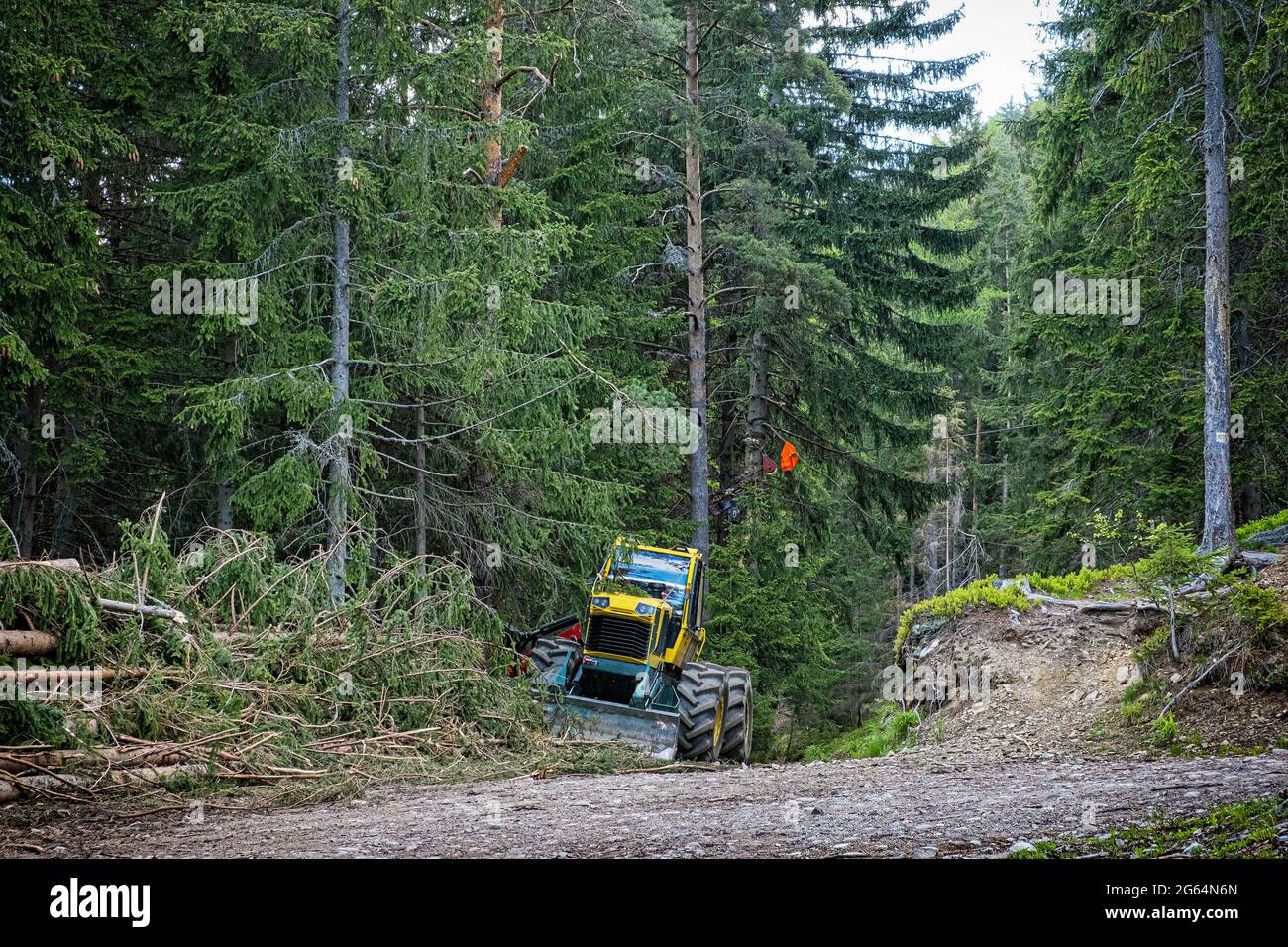 Tree logging in Ziar valley, National park Western Tatras, Slovak ...