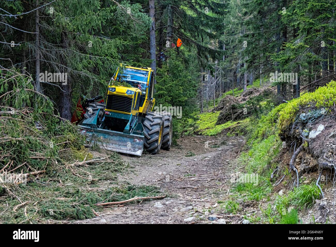 Tree logging in Ziar valley, National park Western Tatras, Slovak ...