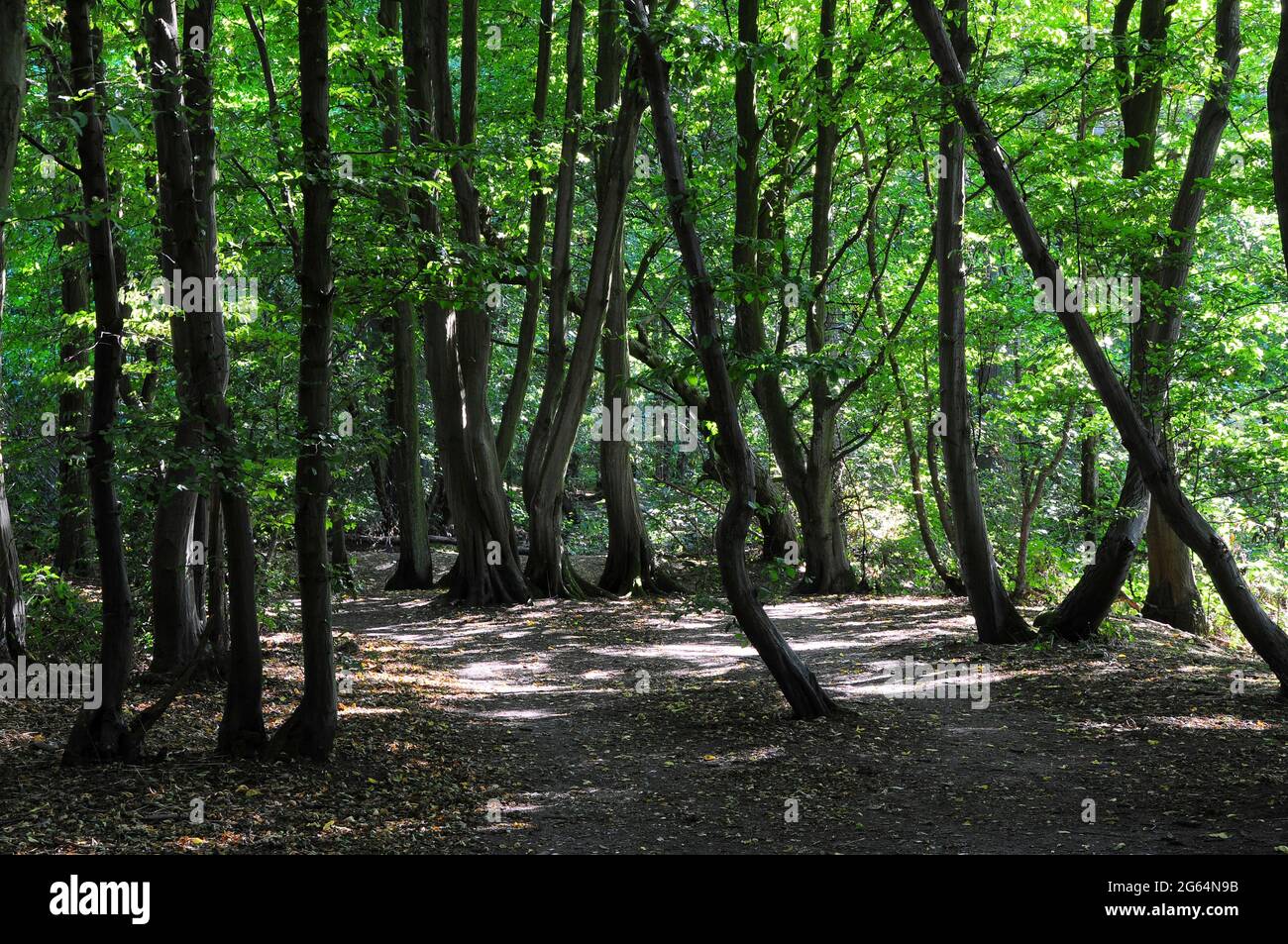 Well Wood, Heartwood Forest, Hertfordshire, UK Stock Photo - Alamy