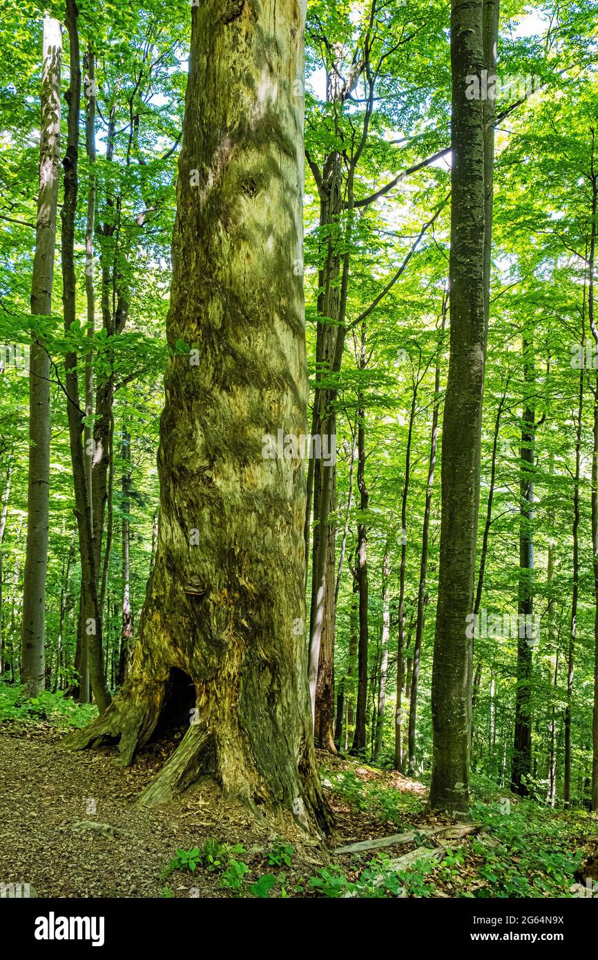 Big tree, primeval forest Stuzica, National Park of Poloniny, Slovak ...