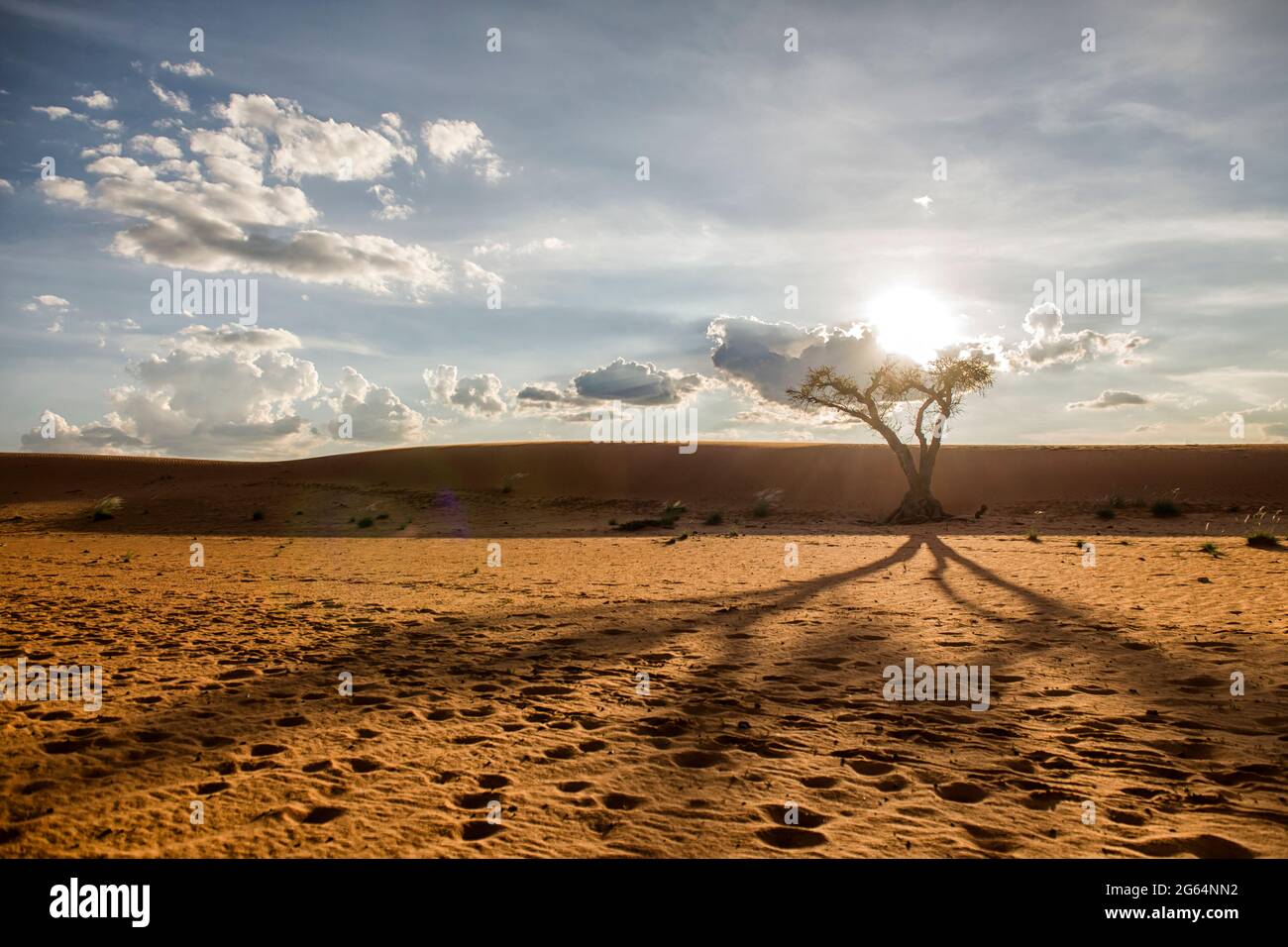 Semi arid sandy savannah hi-res stock photography and images - Alamy