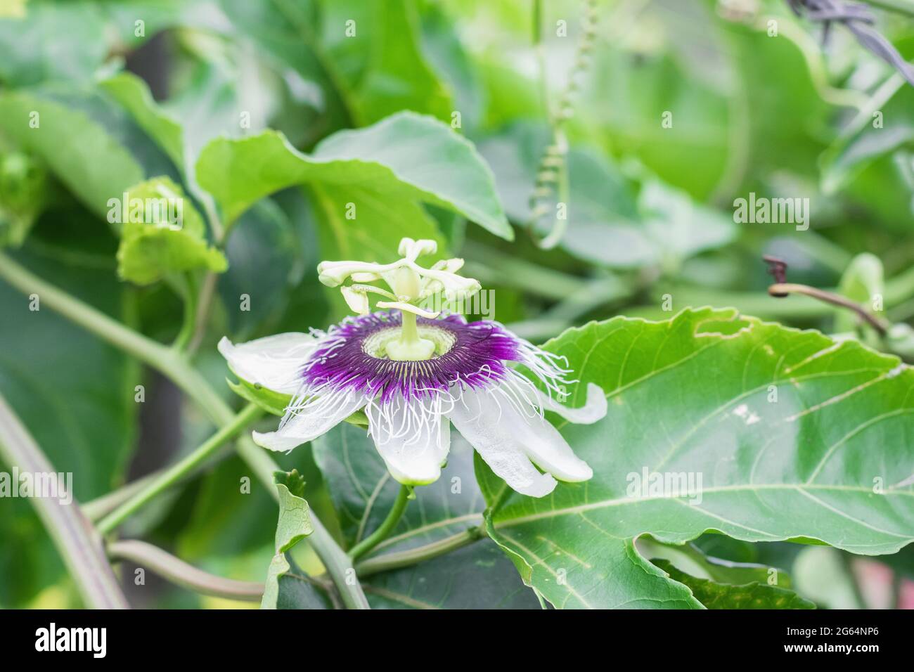 Passiflora edulis, pollinated passion fruit flower, in cultivation ...