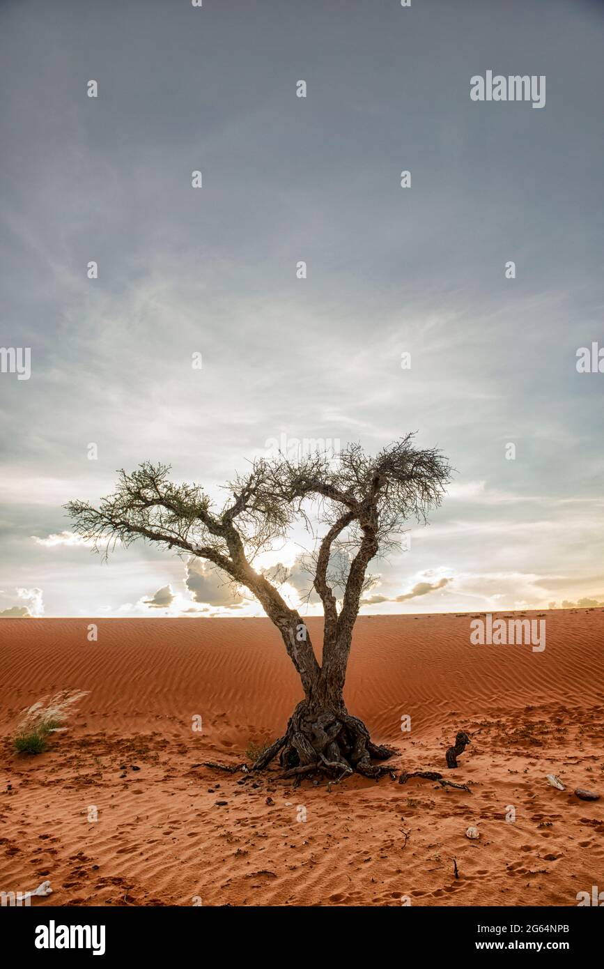 Kalahari Desert