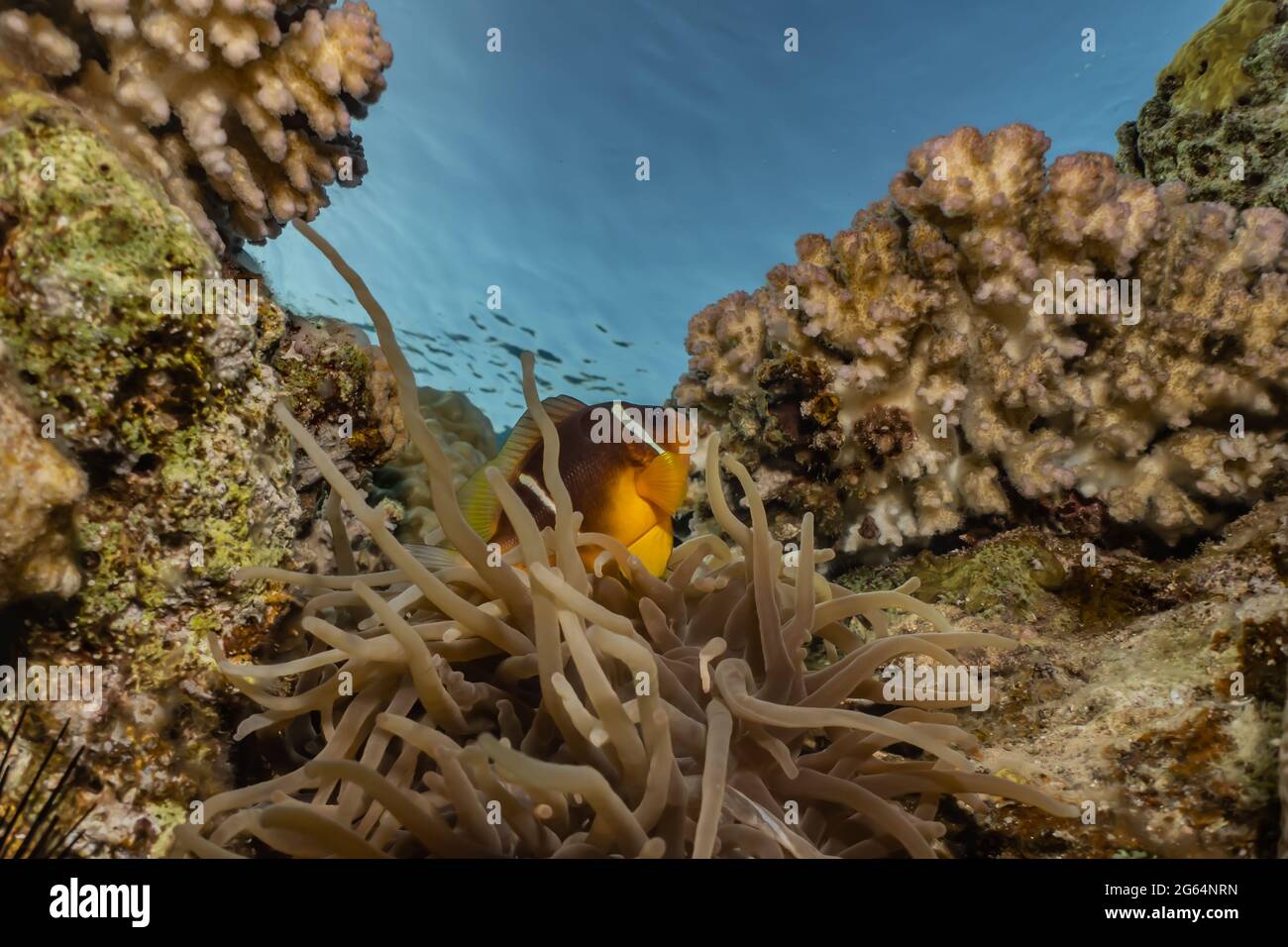 Coral reef and water plants in the Red Sea, Eilat Israel Stock Photo ...