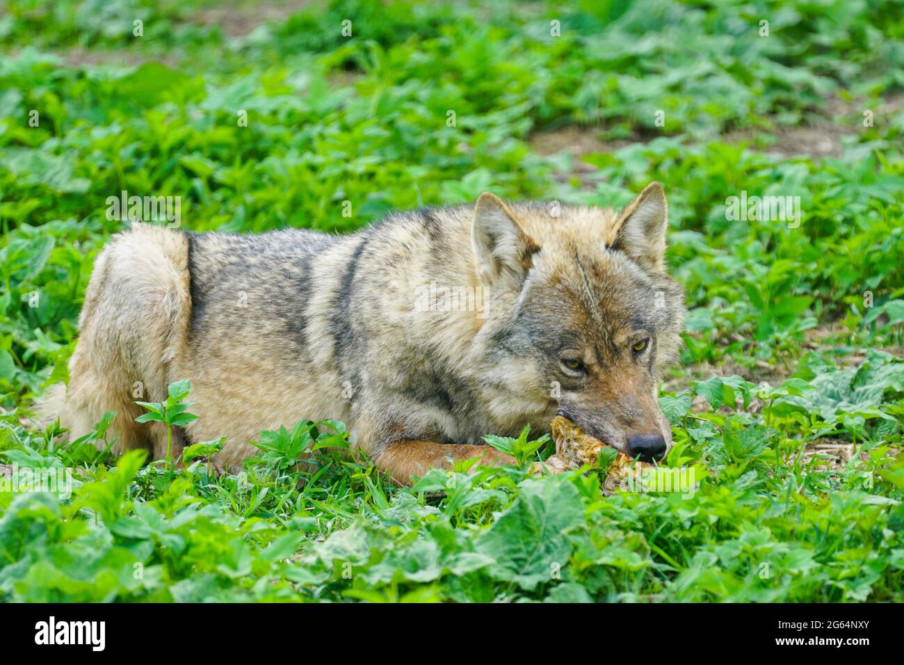 european gray wolf eats meat in a natural environment in the green ...
