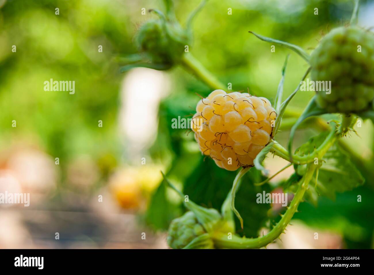 Yellow raspberry close-up. Growing in the garden. Organic food. Sort of ...
