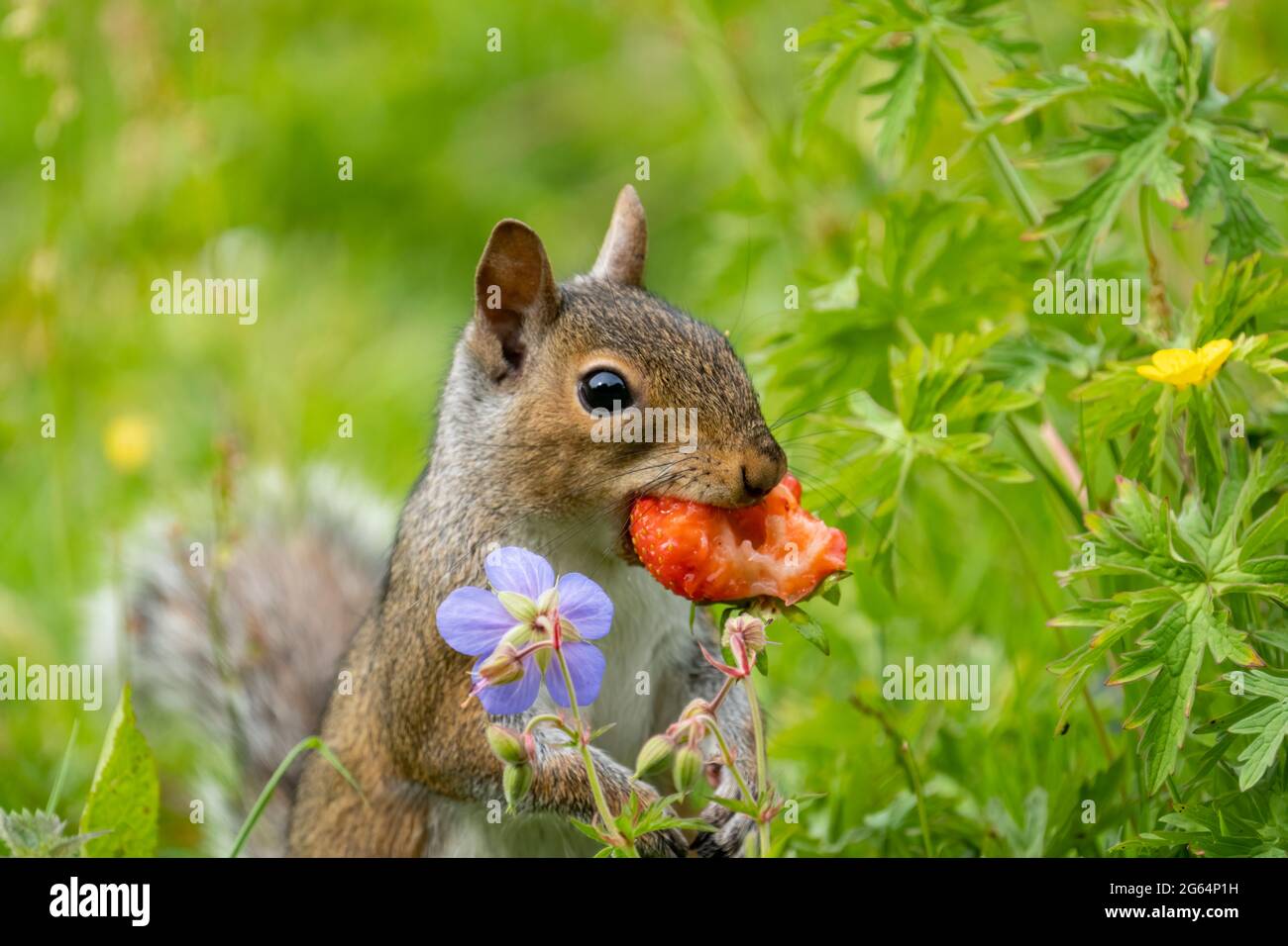 Grey squirrel eating and flowers hi-res stock photography and images ...