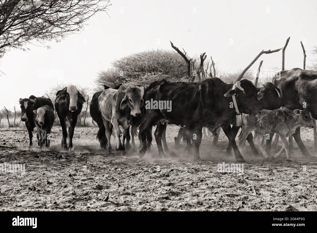 Bakwena hi-res stock photography and images - Alamy