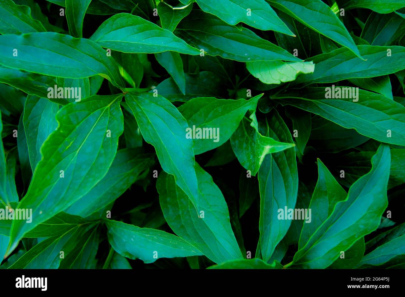 Green background of wide leaves. Natural background. Live leaves in the ...